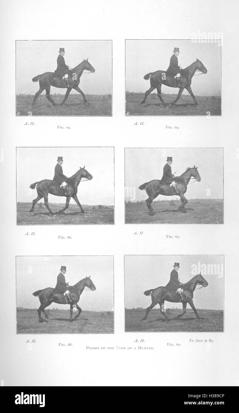 This work discusses the anatomical features and key physical traits of ...