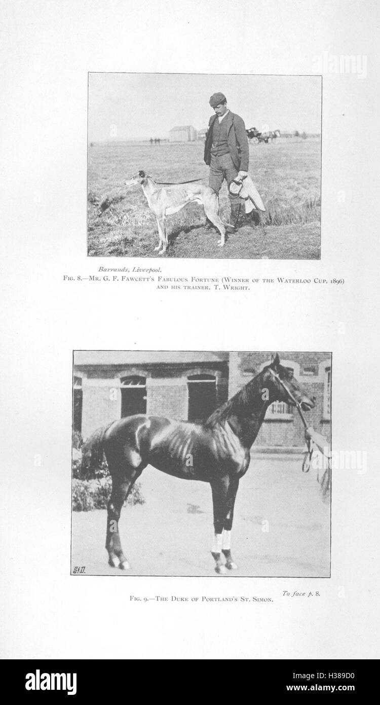 This work outlines key anatomical features of horses, detailing the ...