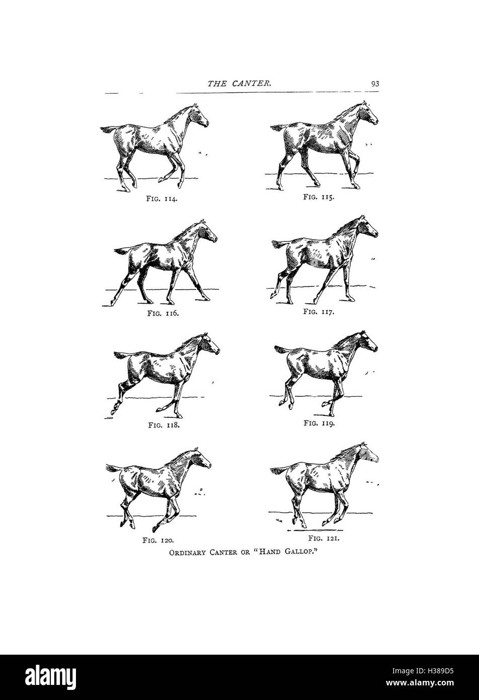 This page details the key anatomical points of a horse, highlighting ...