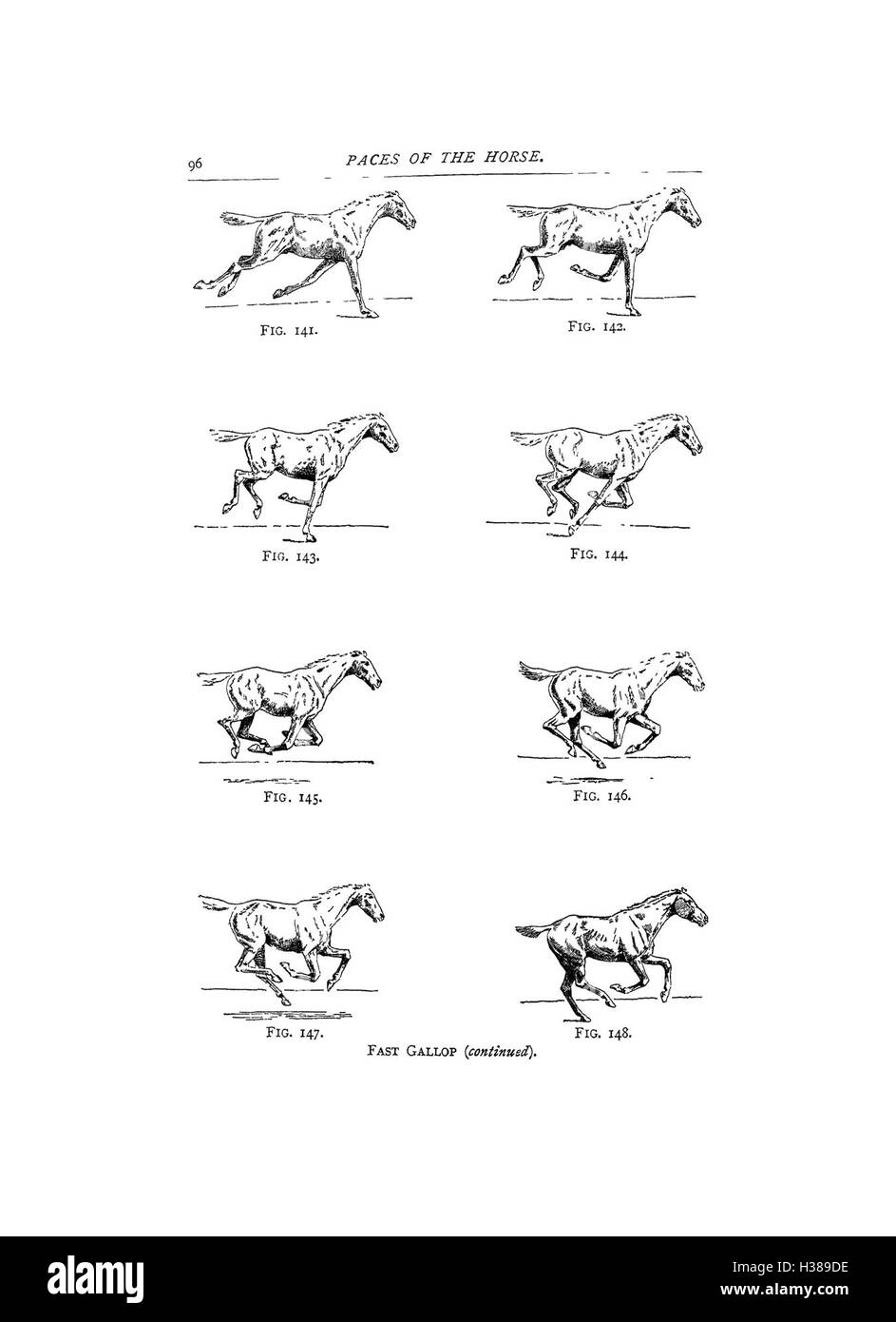 This book discusses the various anatomical points and features of the ...