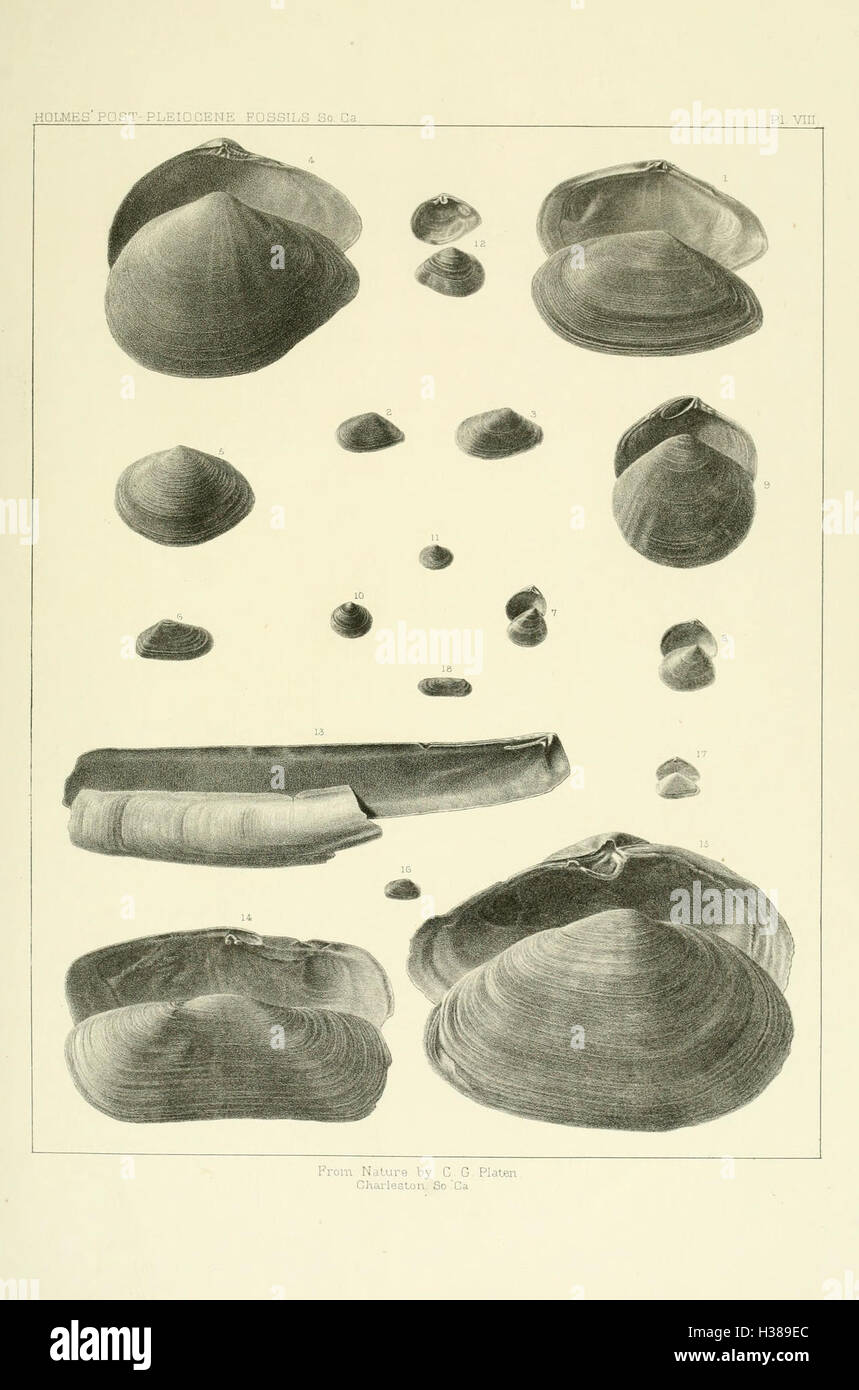 Pleiocene fossils hi-res stock photography and images - Alamy