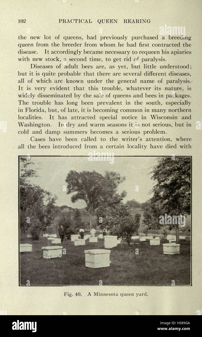 Practical queen rearing (Page 102) BHL232 Stock Photo - Alamy