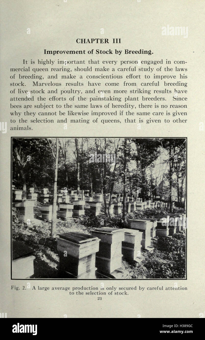 Practical queen rearing (Page 23) BHL232 Stock Photo - Alamy