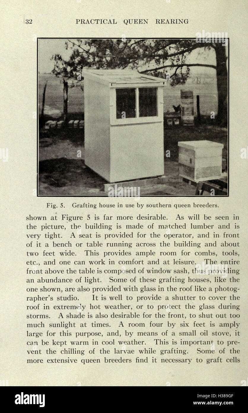 Practical queen rearing (Page 32) BHL232 Stock Photo - Alamy