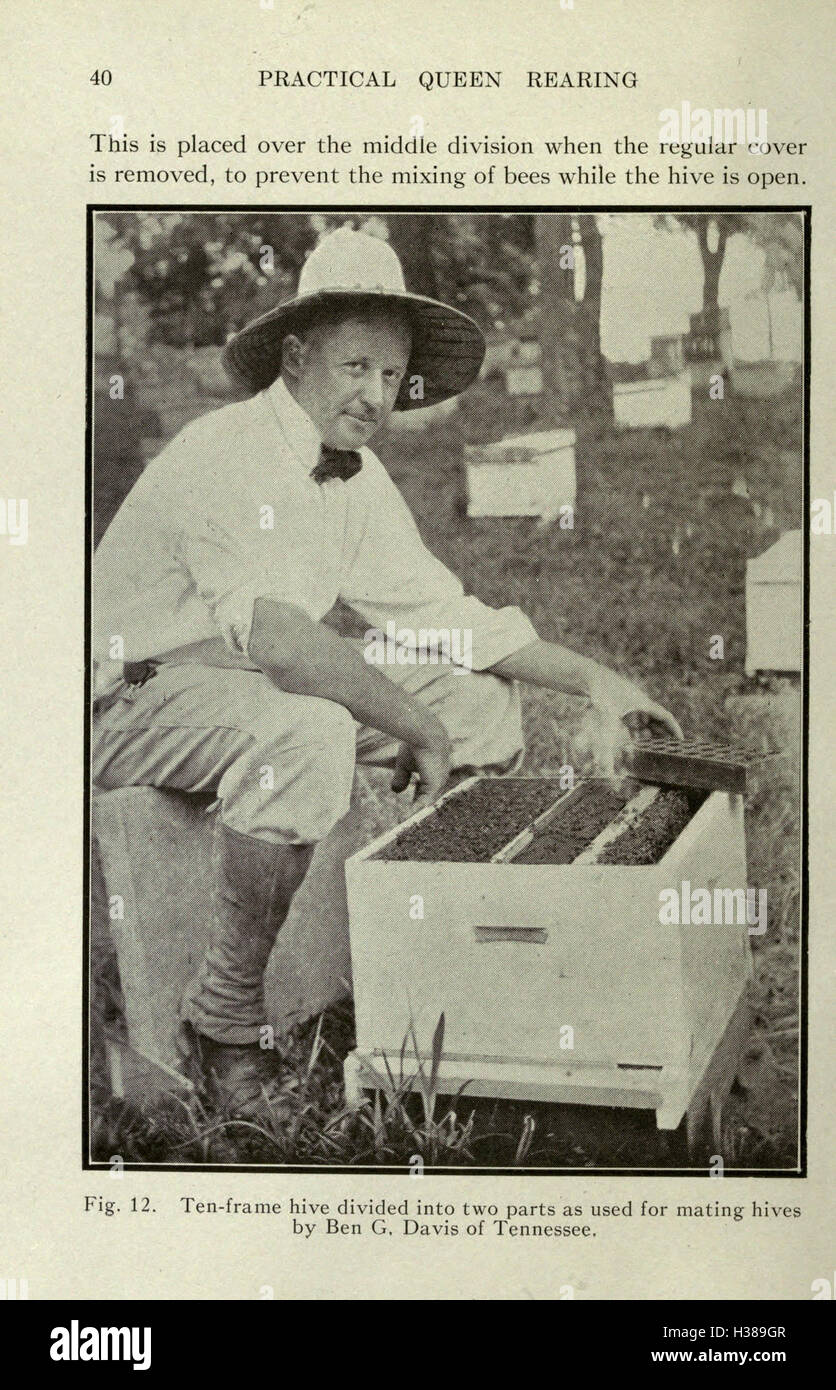 Queen rearing hi-res stock photography and images - Alamy