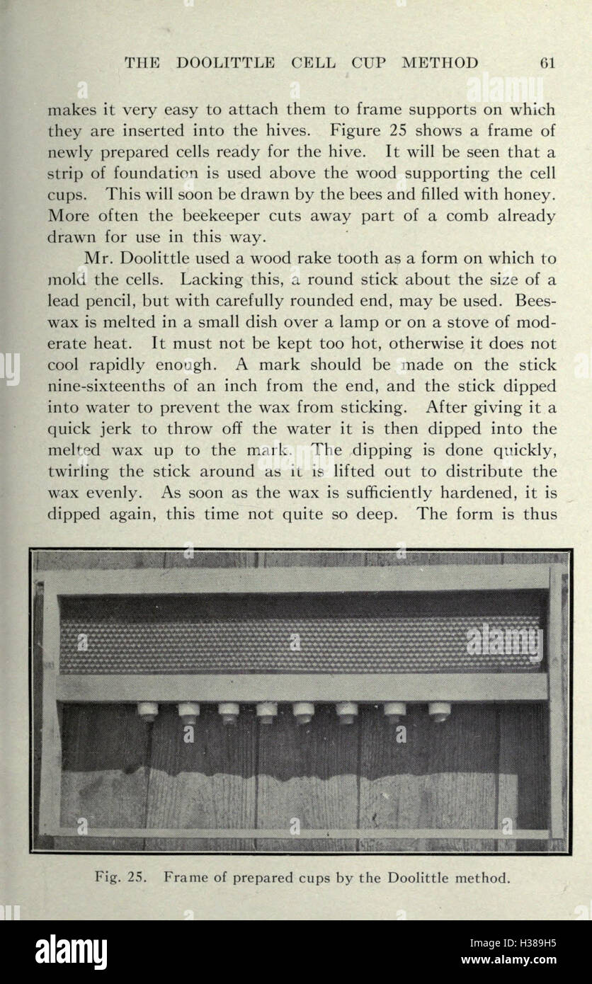 This guide provides practical insights into the process of queen bee ...