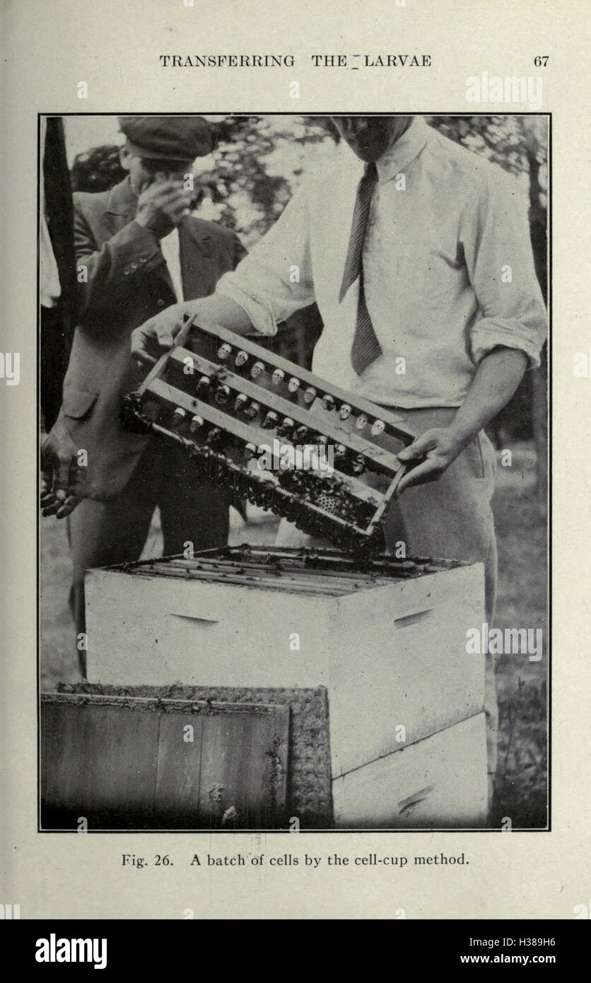 This guide provides practical methods for raising queen bees, covering ...