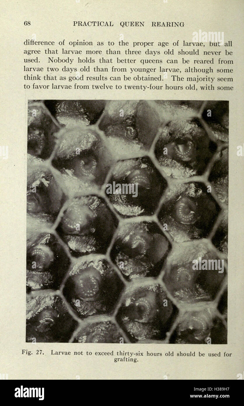 Practical queen rearing (Page 68) BHL232 Stock Photo - Alamy