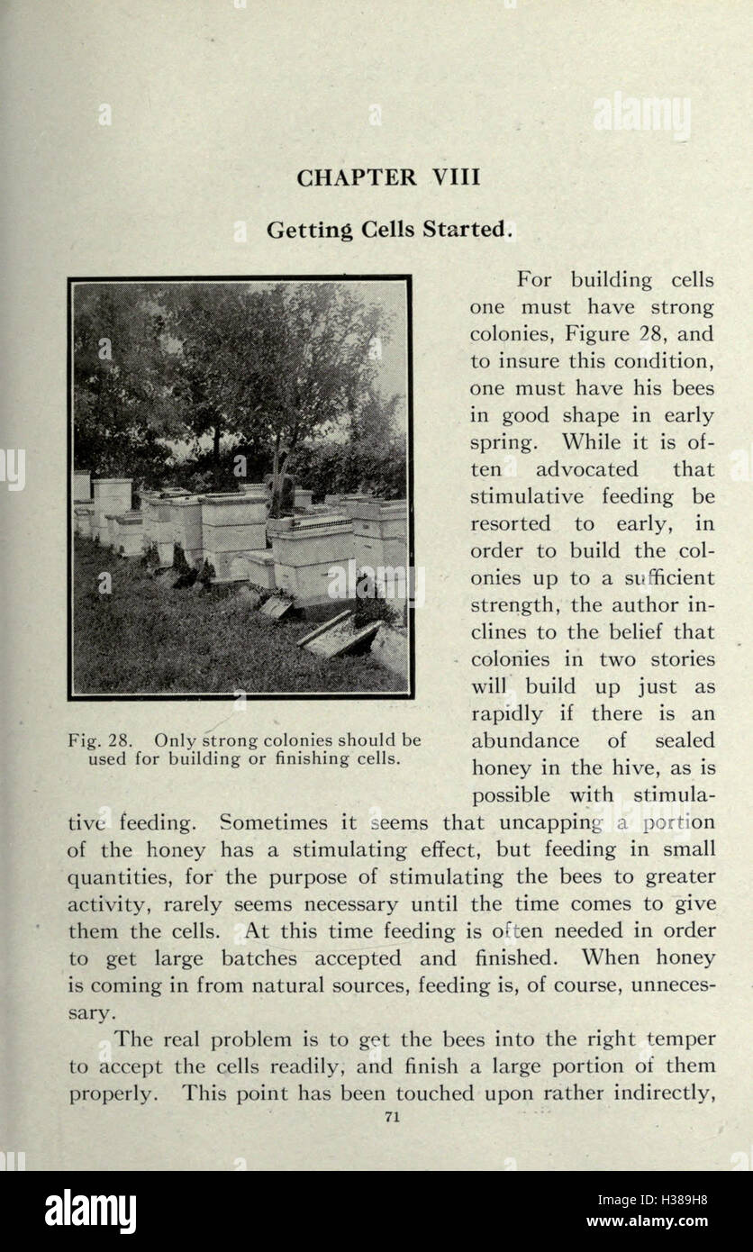 Practical queen rearing (Page 71) BHL232 Stock Photo - Alamy