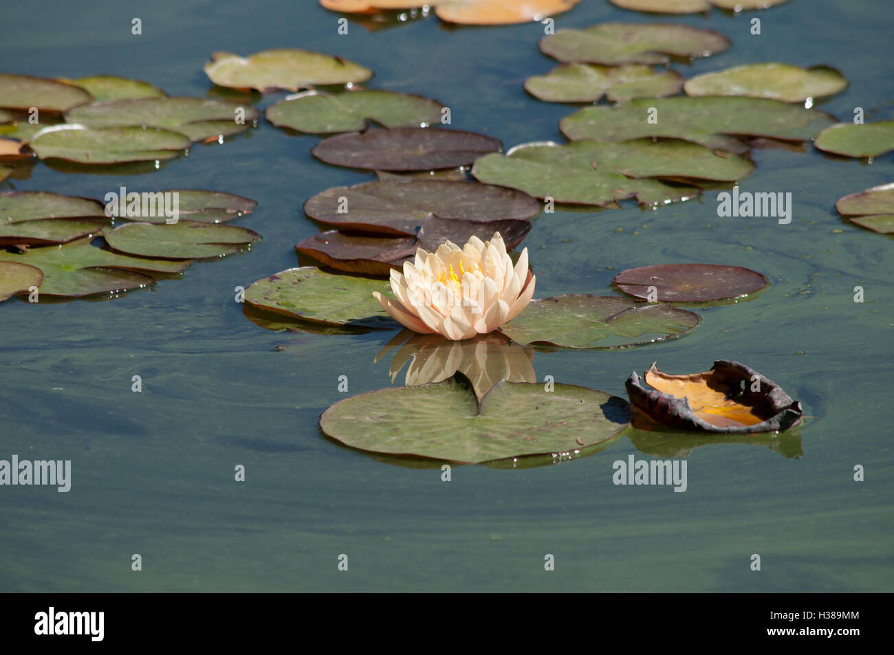 Water lily reflection on lake hi-res stock photography and images - Alamy
