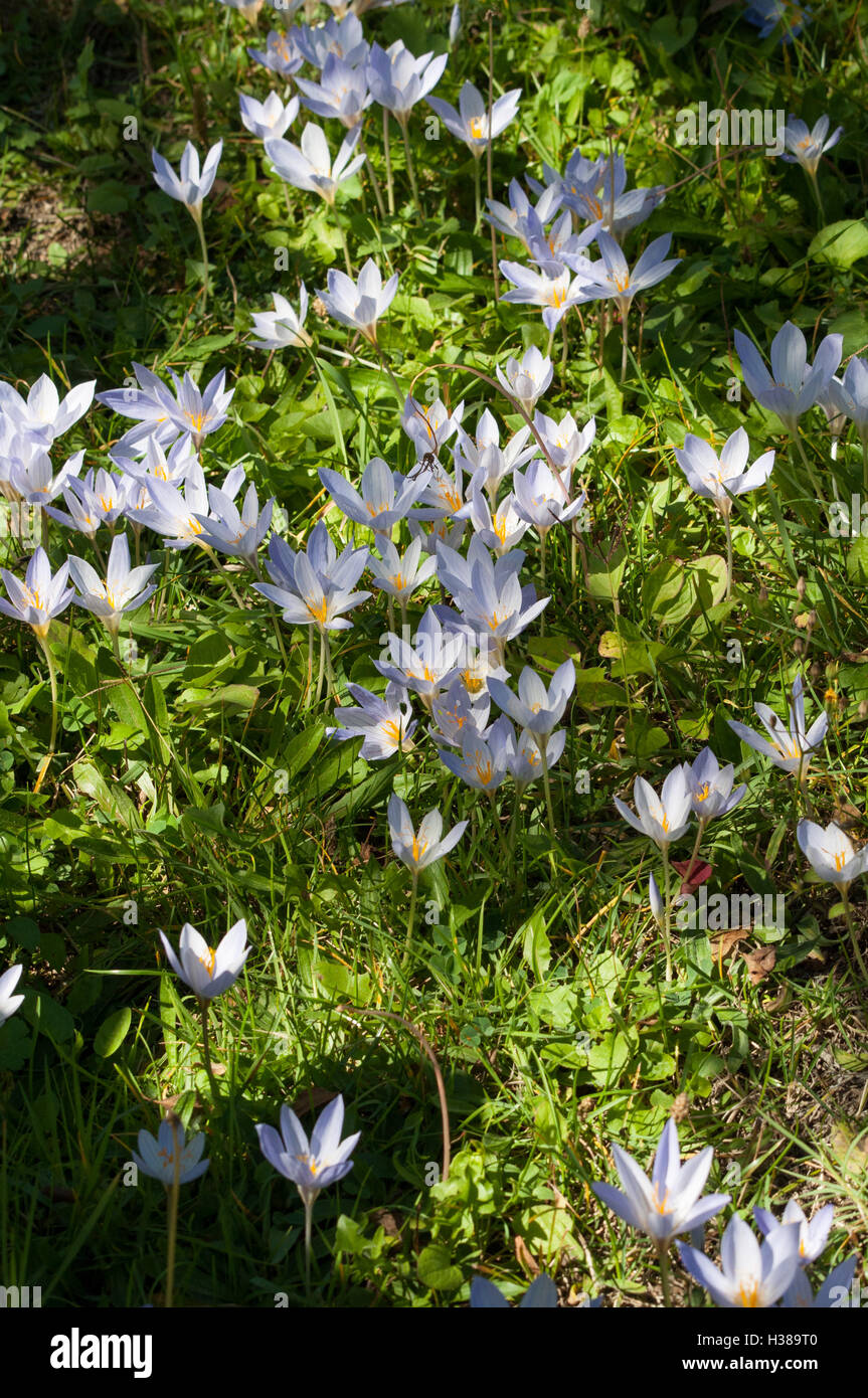 Field plants shrubs flowers hi-res stock photography and images - Alamy