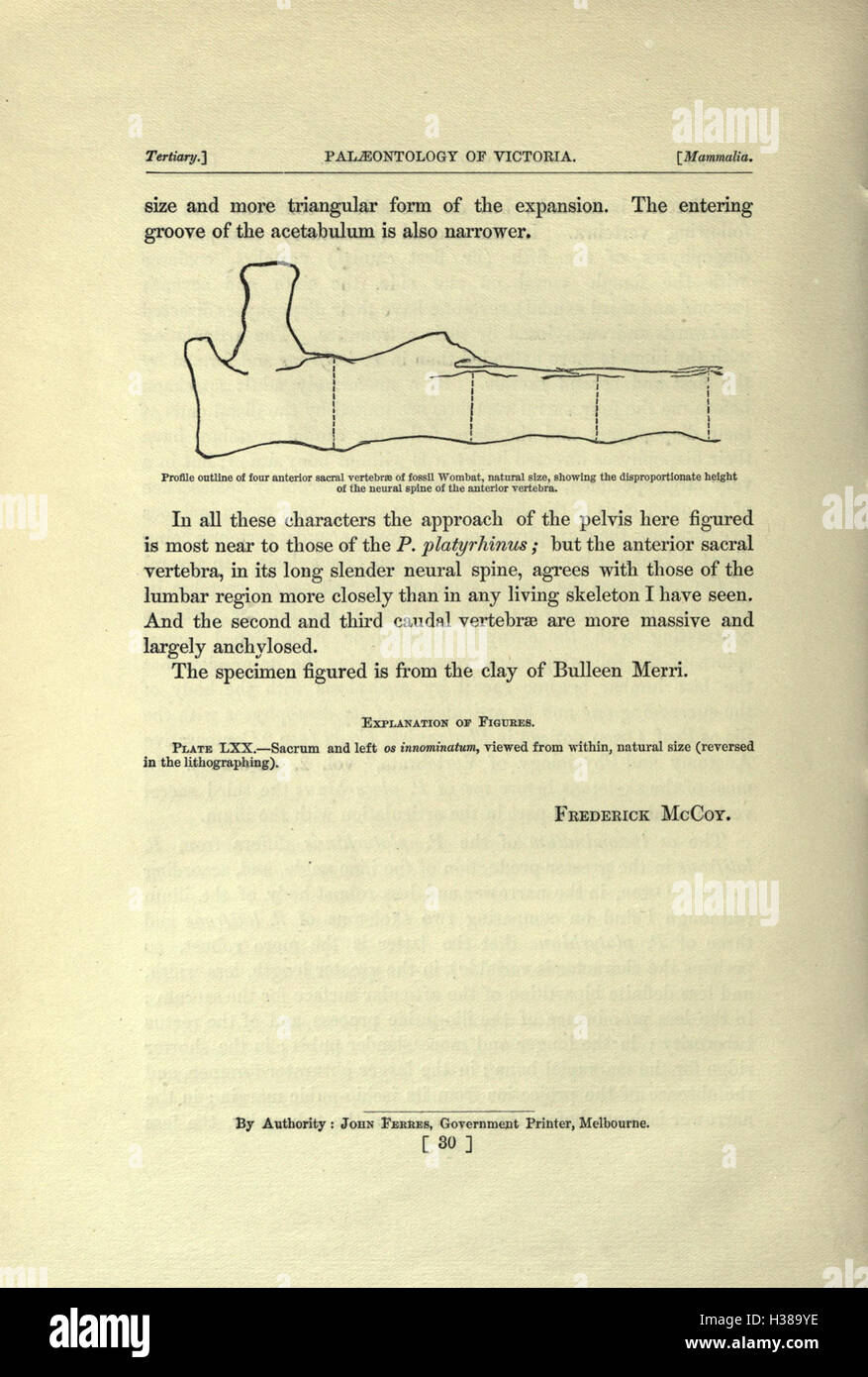 Fossils contribute hi-res stock photography and images - Alamy