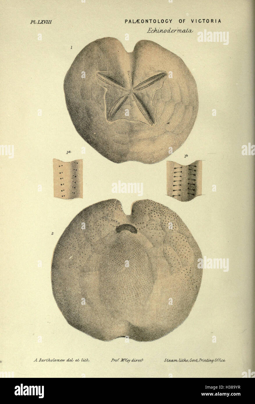 This work provides early descriptions and illustrations of the fossils ...
