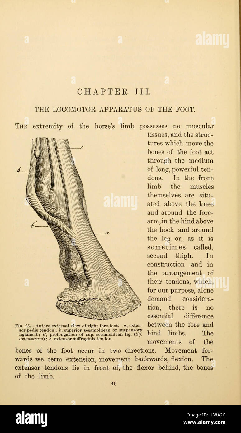 This manual provides detailed instructions on the art of shoeing horses ...