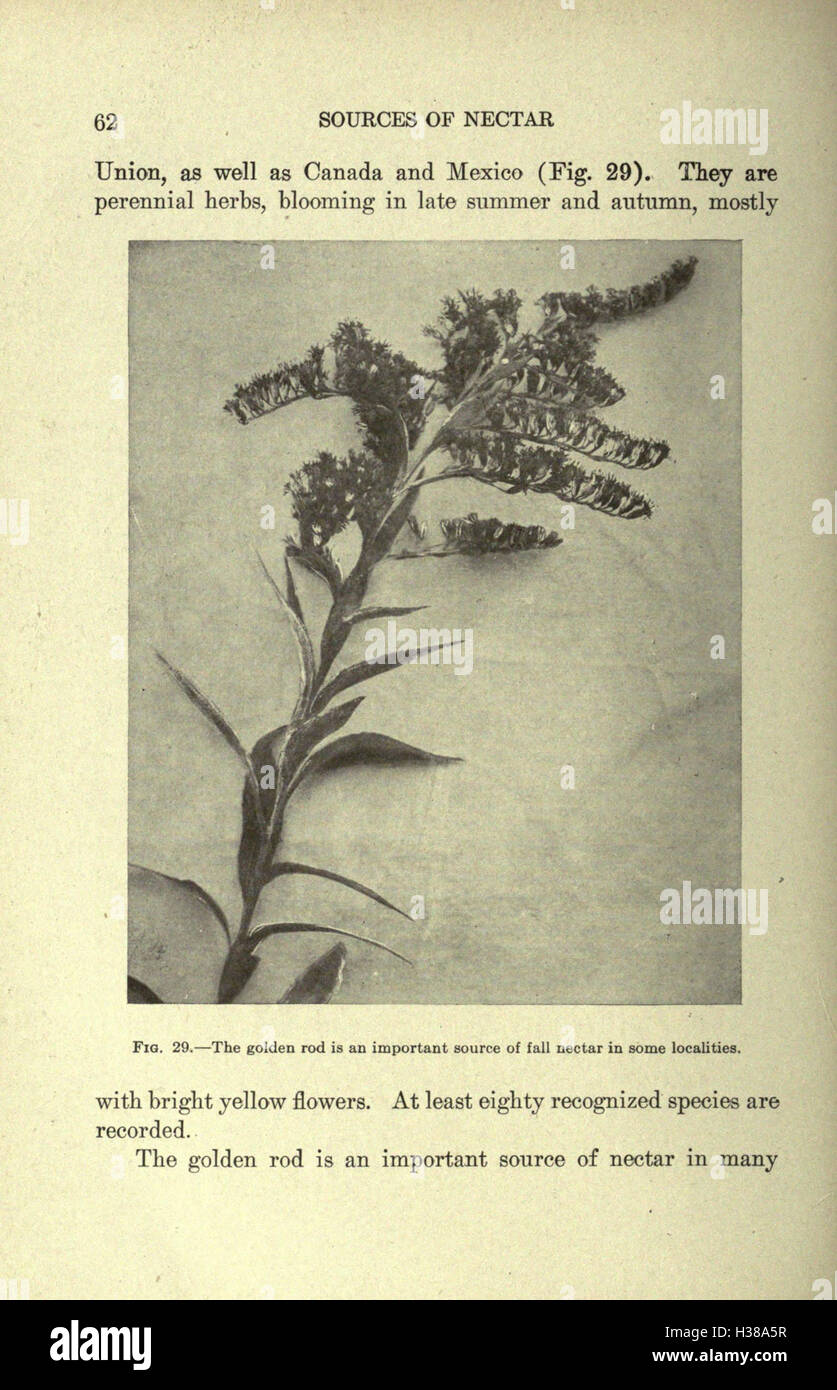 A guide to productive beekeeping, covering techniques for maximizing ...