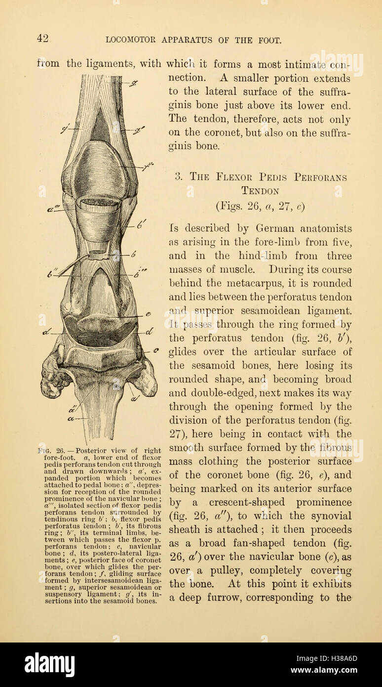A practical guide on the art of horse-shoeing, providing step-by-step ...