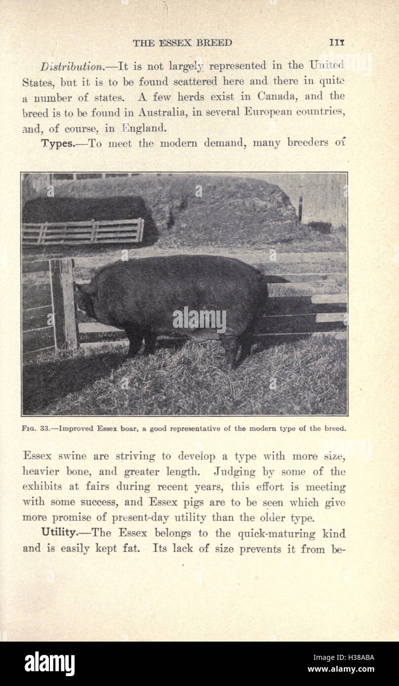 Herd of pigs feeding hi-res stock photography and images - Alamy