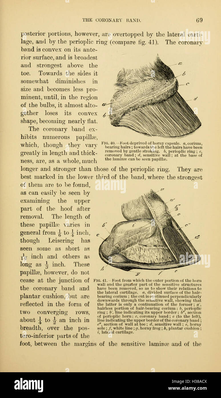 A practical guide on the principles and techniques of horse-shoeing ...