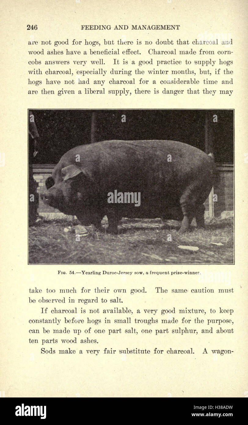 A detailed guide on swine husbandry, focusing on methods for breeding ...