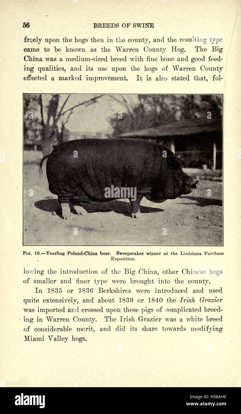 This page on swine husbandry covers techniques for raising pigs ...
