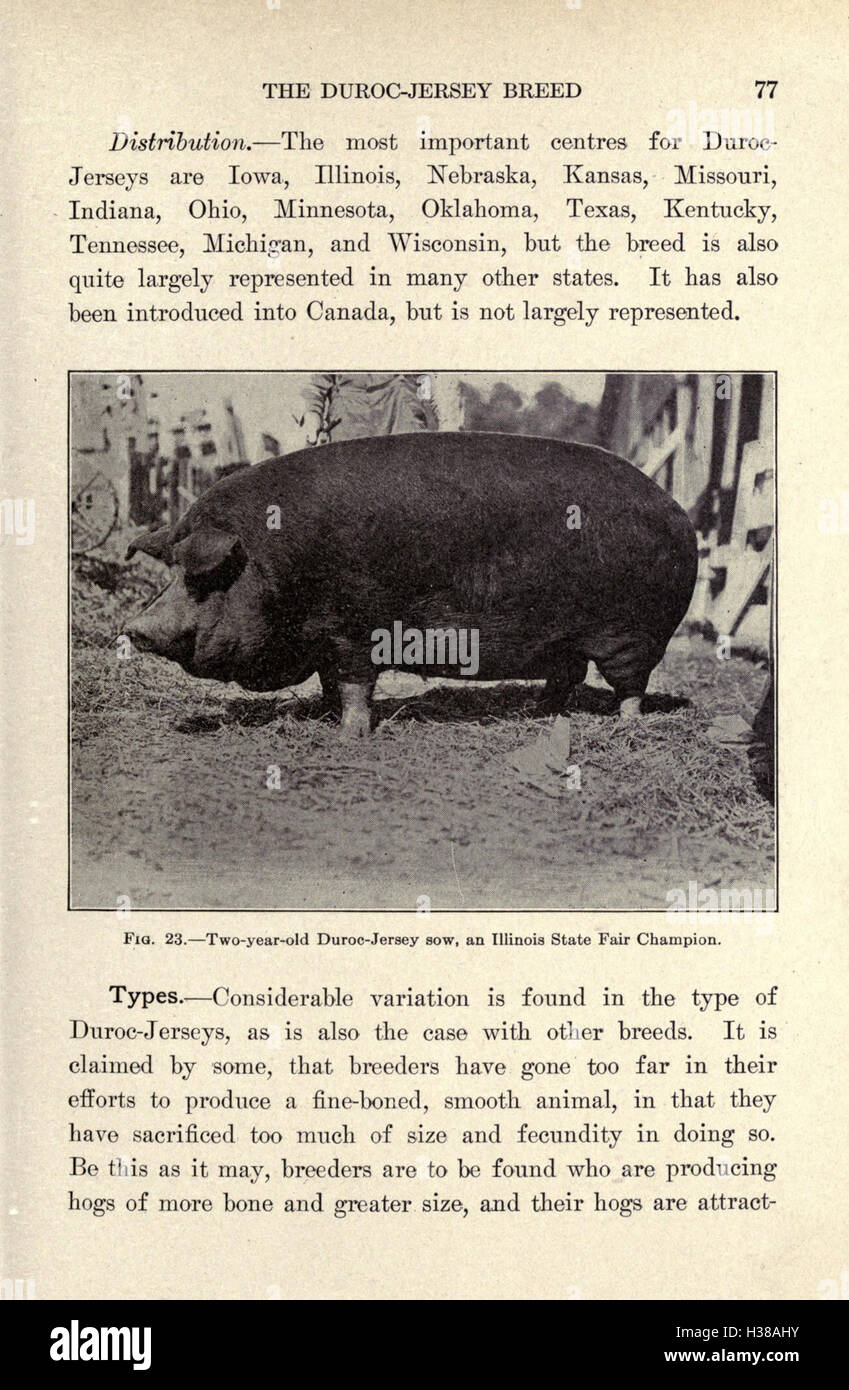 A practical guide to successful pig farming, focusing on breeding ...