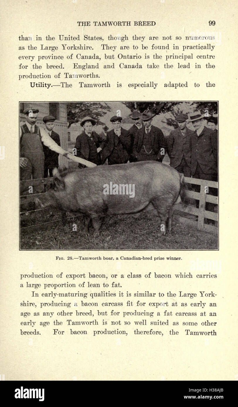 A comprehensive guide on the management of swine for maximum ...
