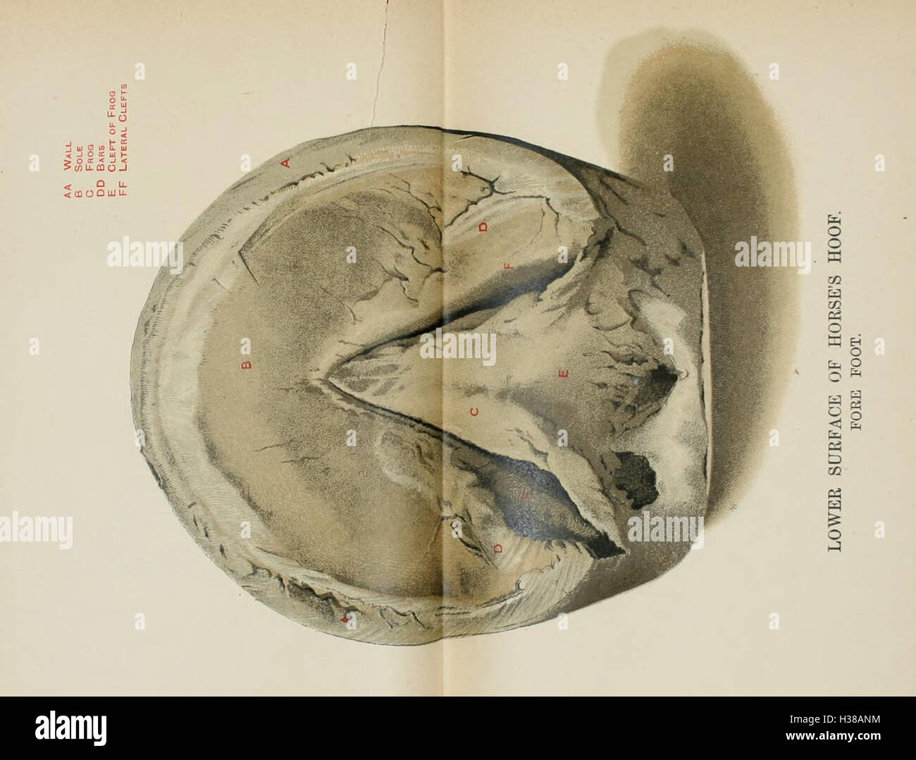 This handbook provides detailed instructions on the practice of horse ...