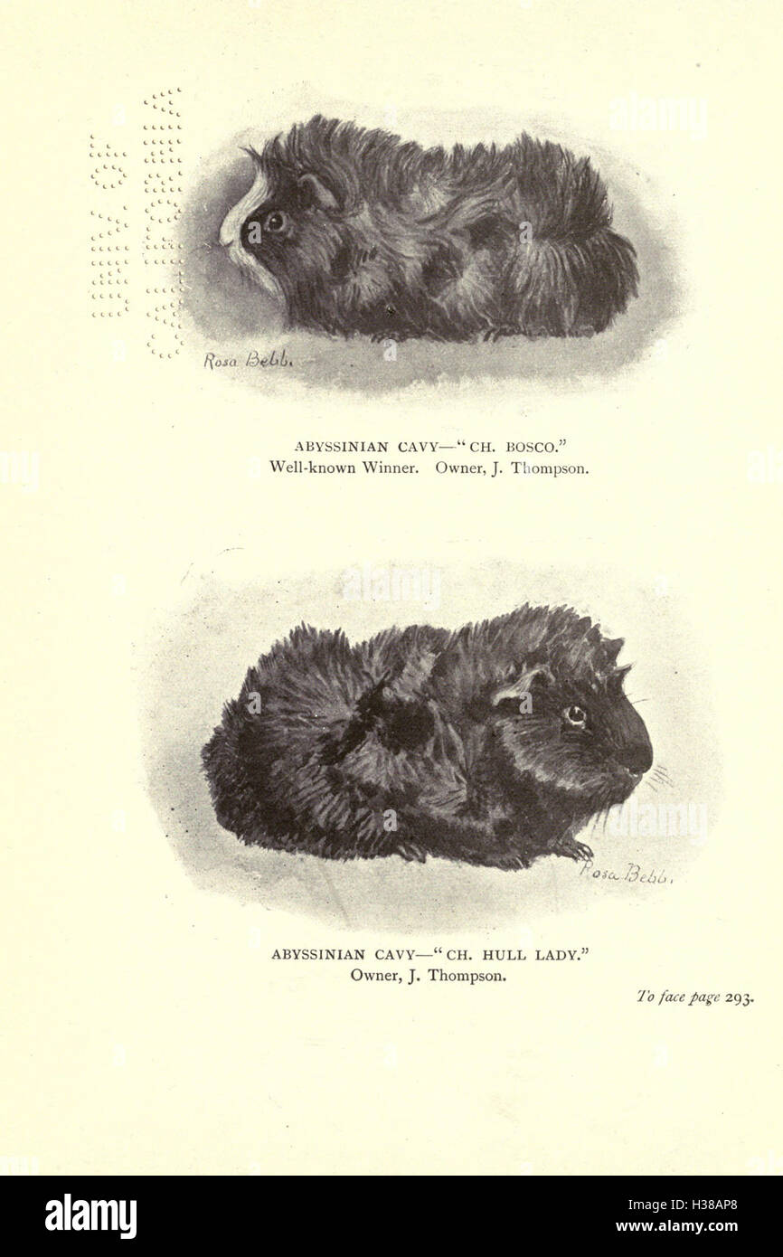 A zoological overview of domestic animals, specifically rabbits, cats ...