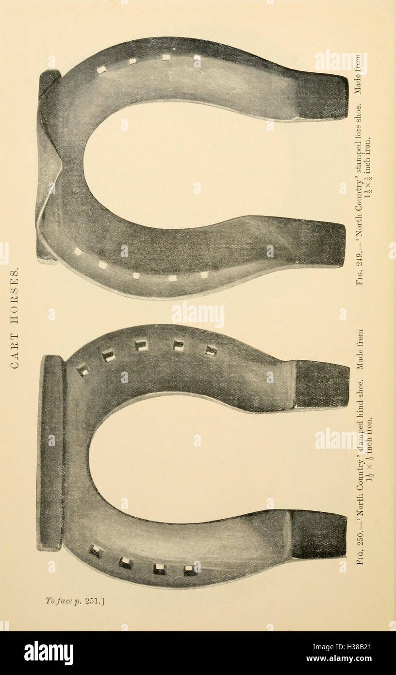 This guide provides essential techniques and knowledge for horse ...