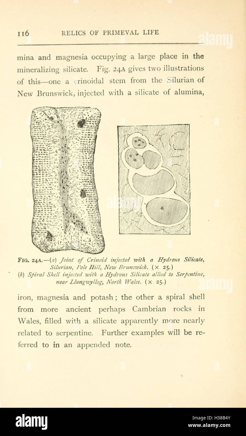 This work explores fossilized remnants of life from ancient Earth ...