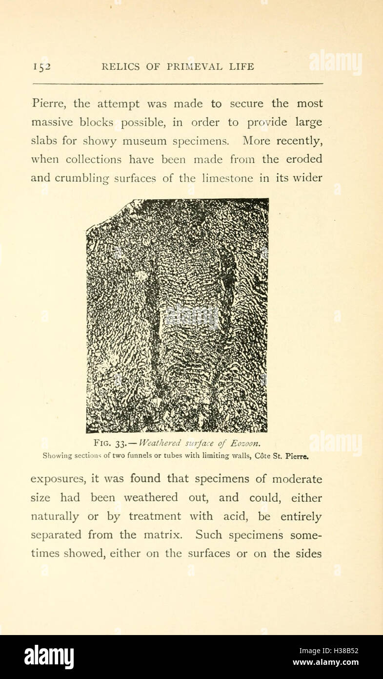 This text covers relics from the primeval era, examining ancient life ...