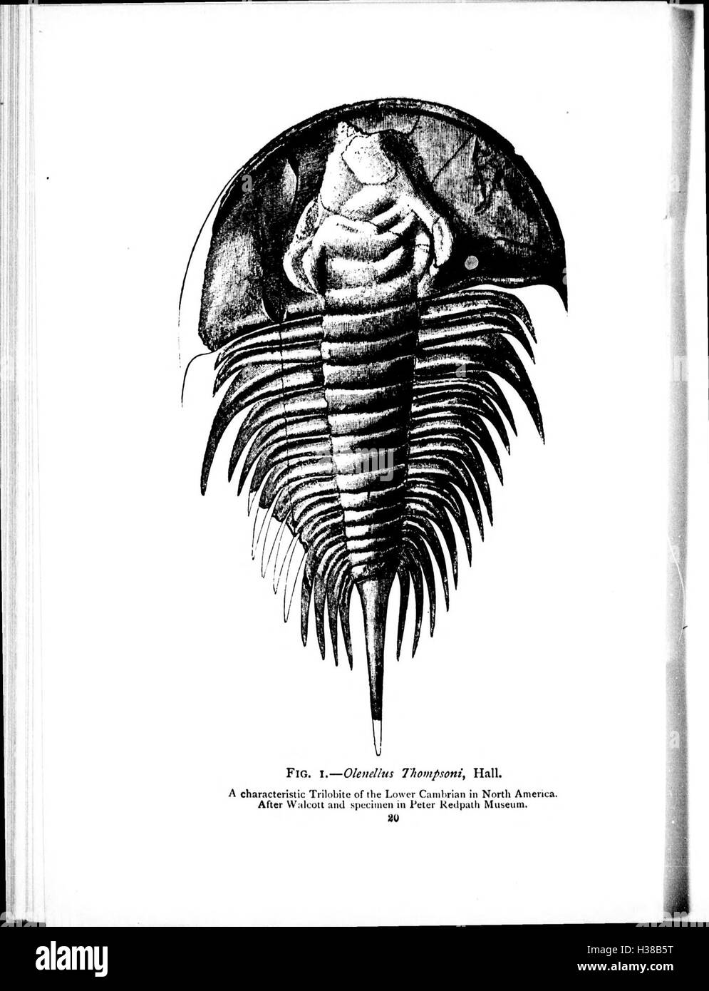 This work examines the fossilized remains of ancient life forms ...