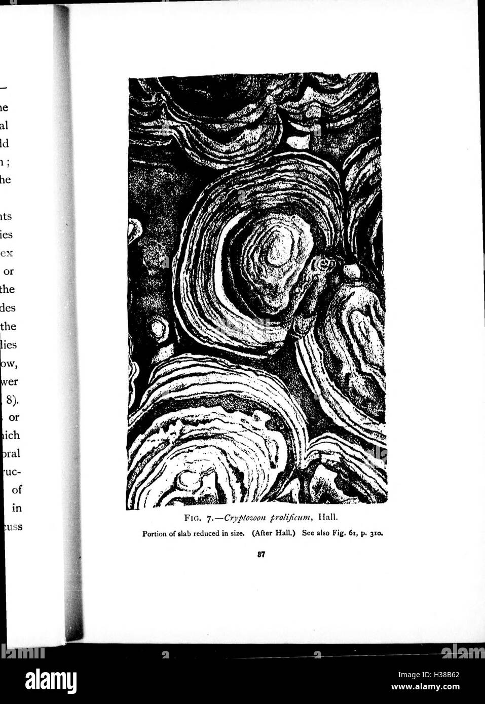 This text explores the remnants of early life forms, focusing on ...