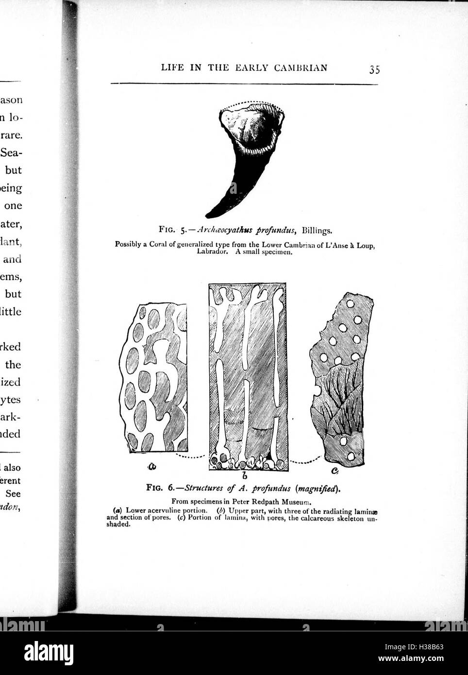 This work examines the fossilized remains of ancient life forms ...