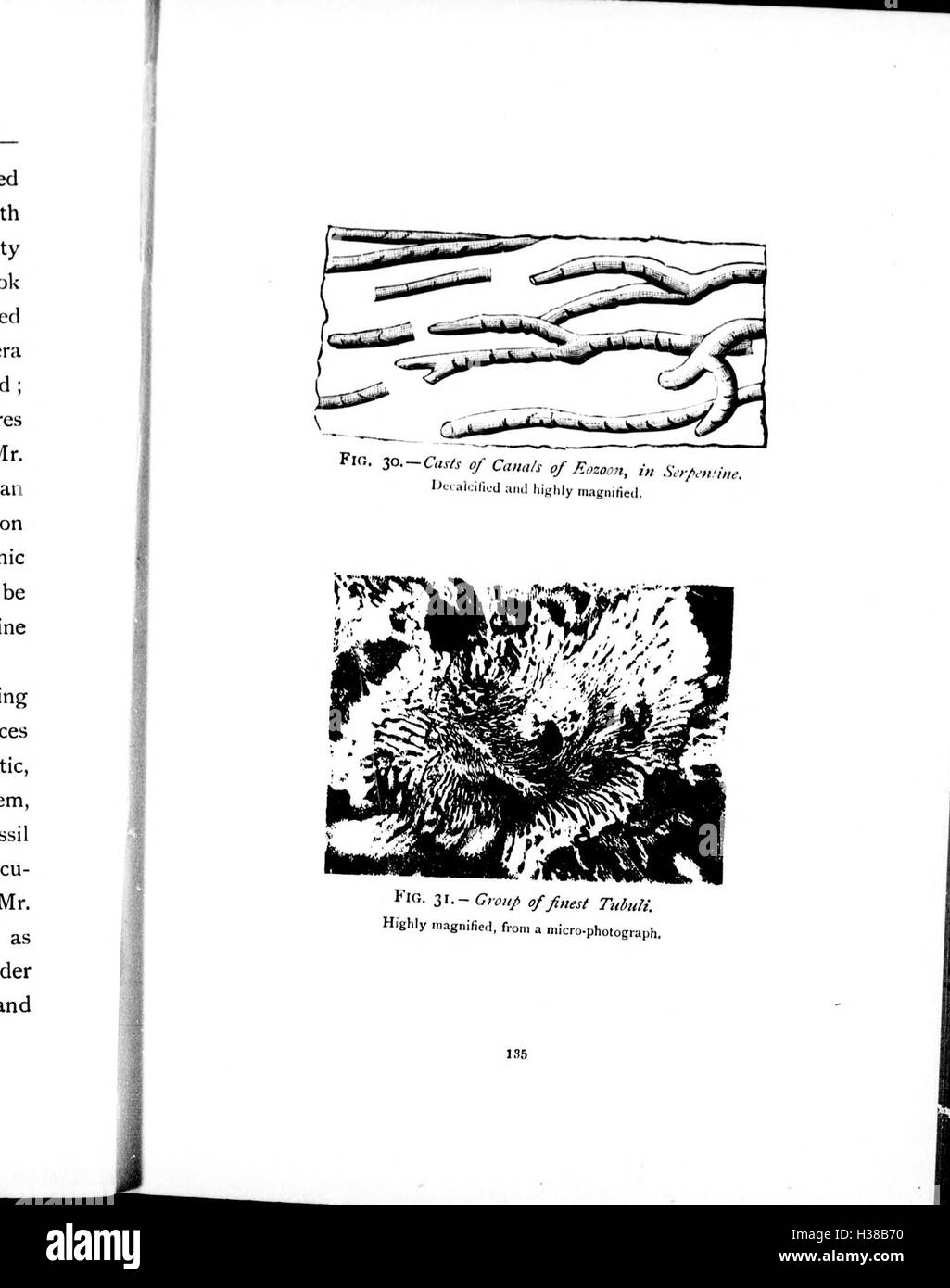 First living organisms hi-res stock photography and images - Alamy