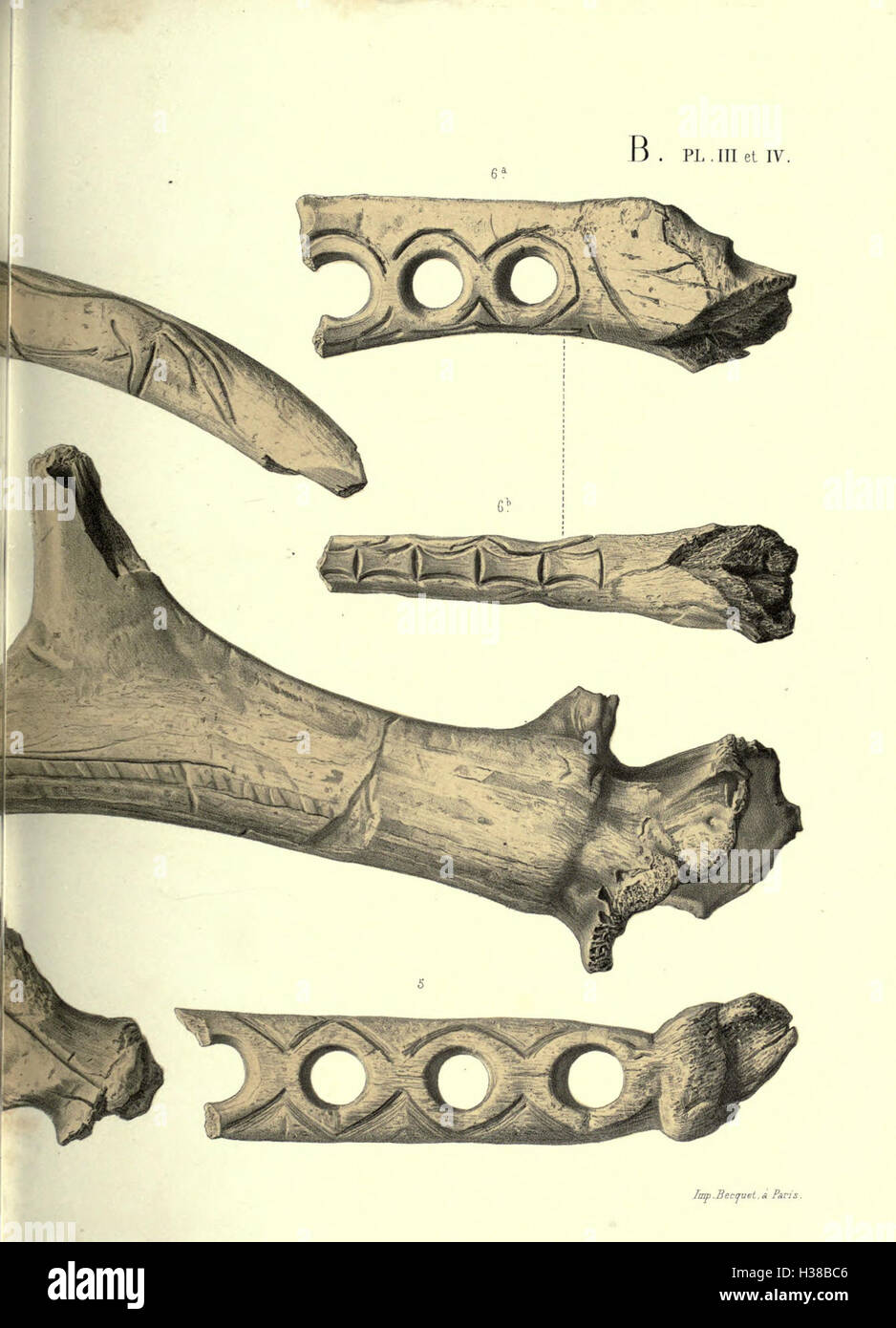Quaternary extinction hi-res stock photography and images - Alamy