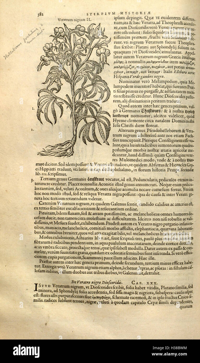 This botanical work by Rembert Dodoens covers the classification and ...