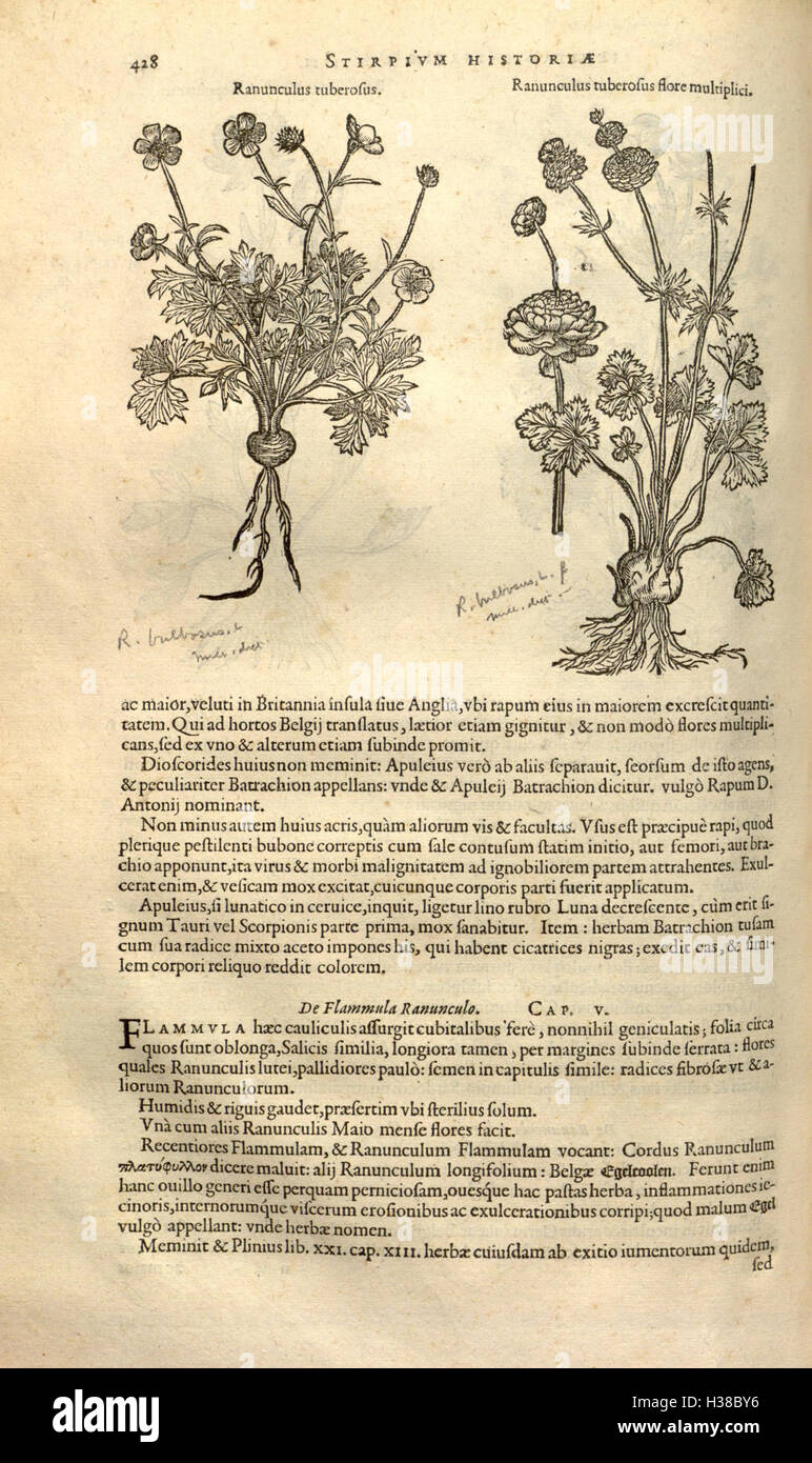 This work presents the botanical history of various plant species ...