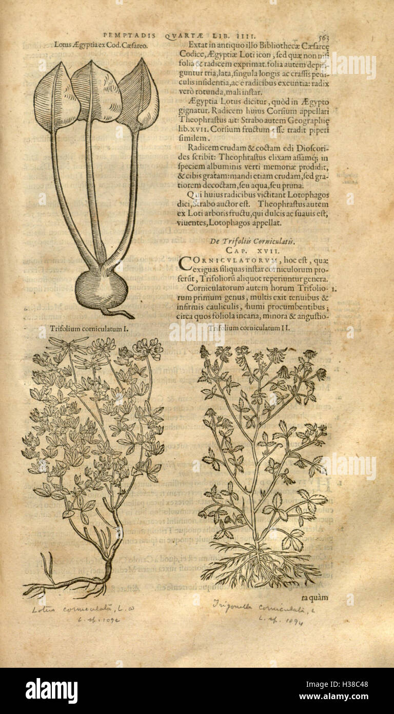 Botanical text details plant hi-res stock photography and images - Alamy