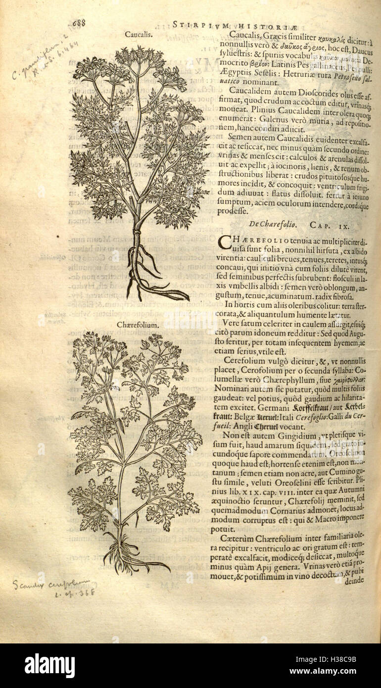 This historical botanical work by Rembert Dodoens catalogs various ...