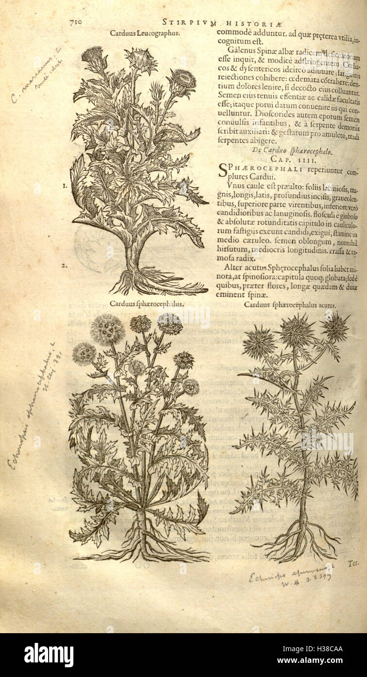 Systematic nomenclature hi-res stock photography and images - Alamy