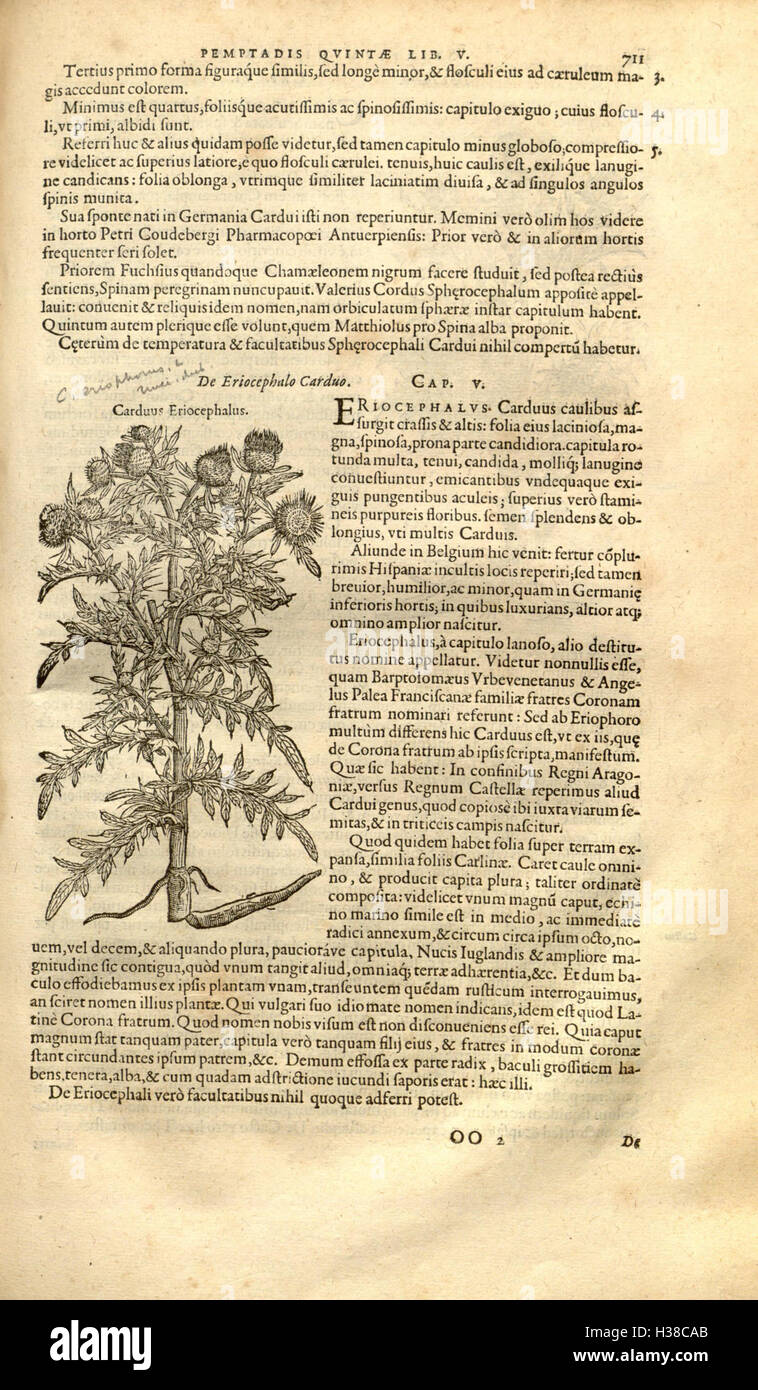 This botanical text, written by Rembert Dodoens, provides a detailed ...