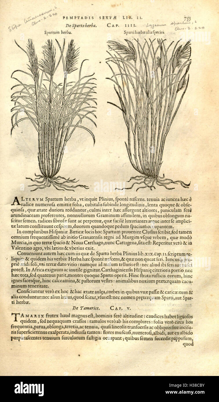 This volume presents the botanical history and classifications of ...