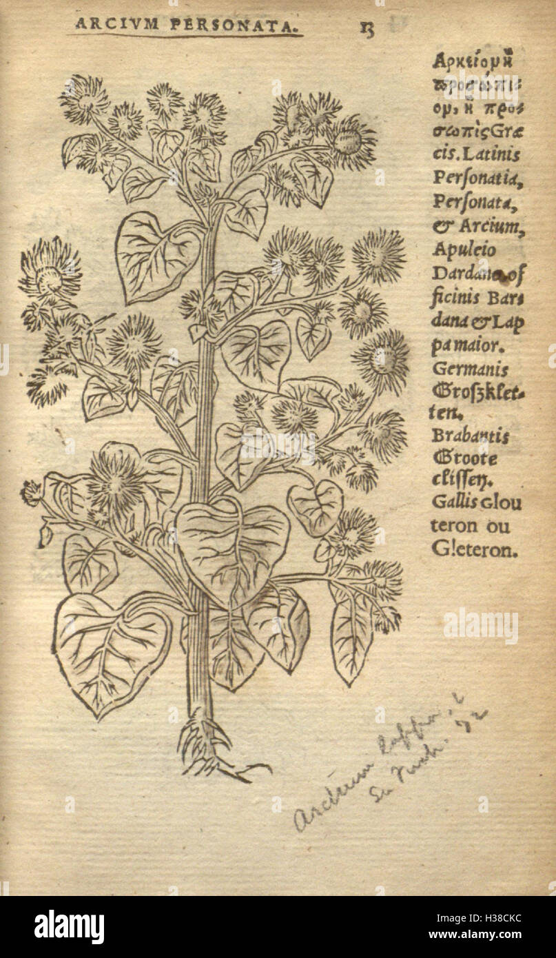 A botanical treatise illustrating plant species and their detailed ...