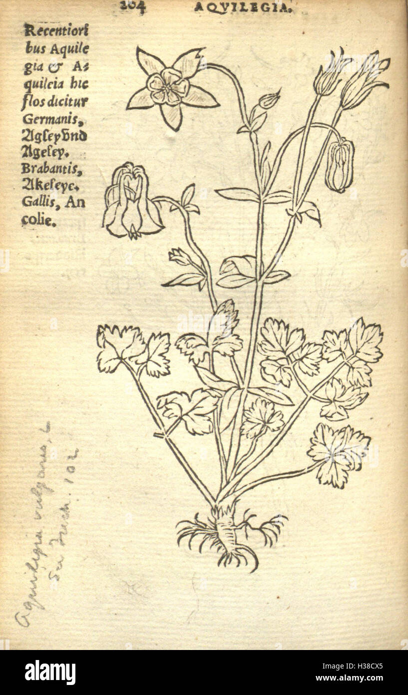 Illustration features three botanical depictions hi-res stock ...