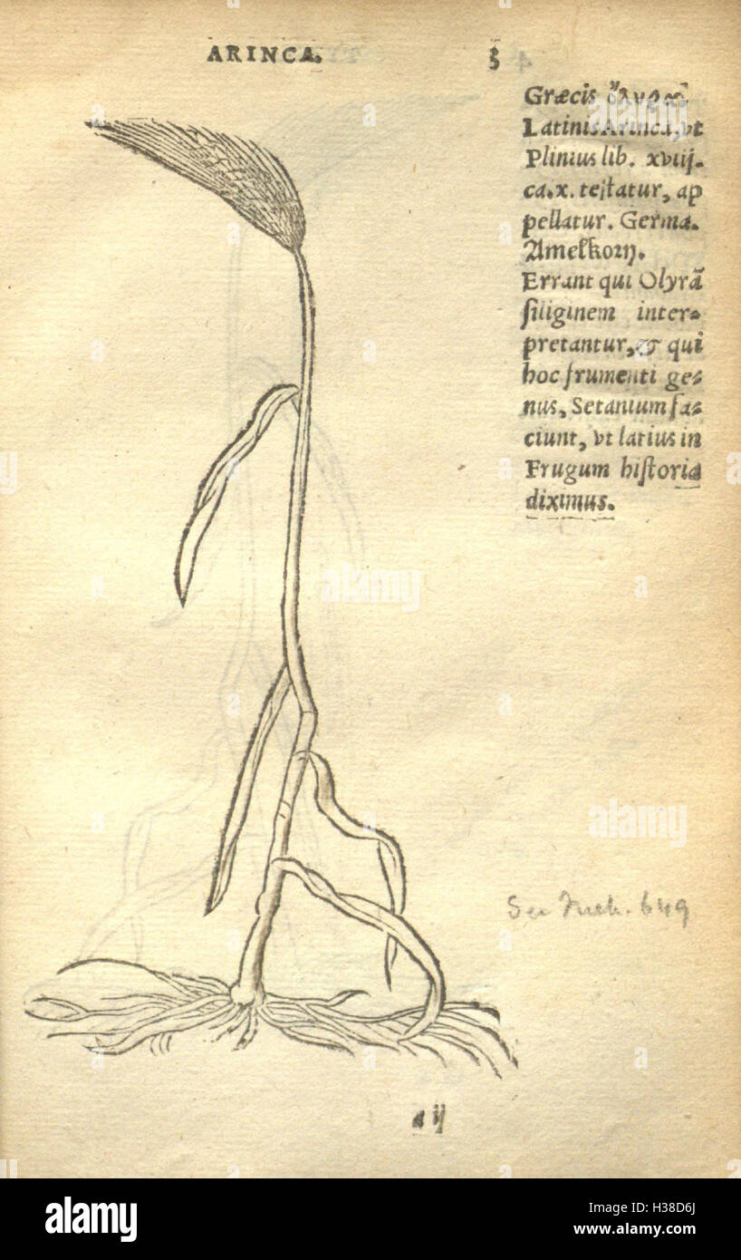 A botanical text by Rembert Dodoens, illustrating plant species through ...