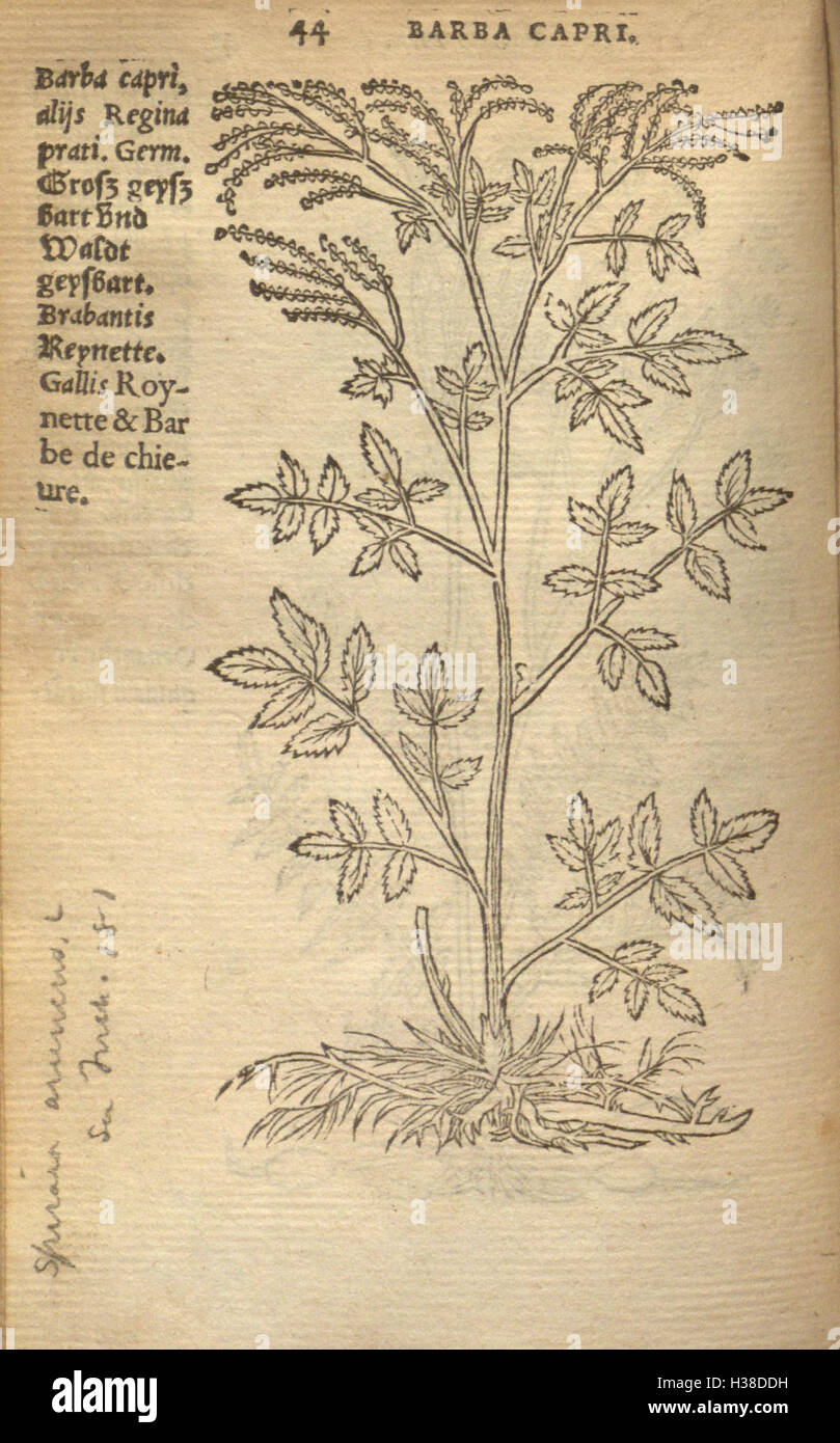 This Latin work presents detailed illustrations of plants from Remberti ...