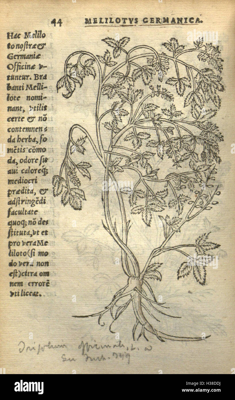 This work presents detailed illustrations and descriptions of plant ...