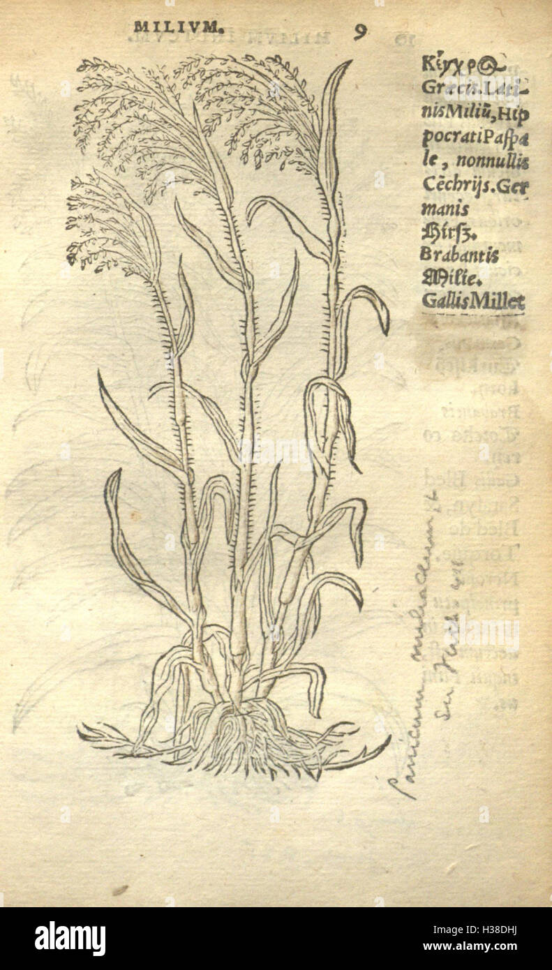 The work presents detailed illustrations of plants and their ...