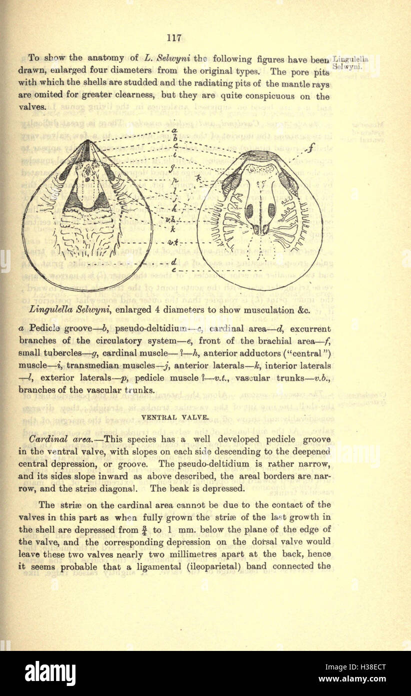This geological report explores the Cambrian rock formations of Cape ...